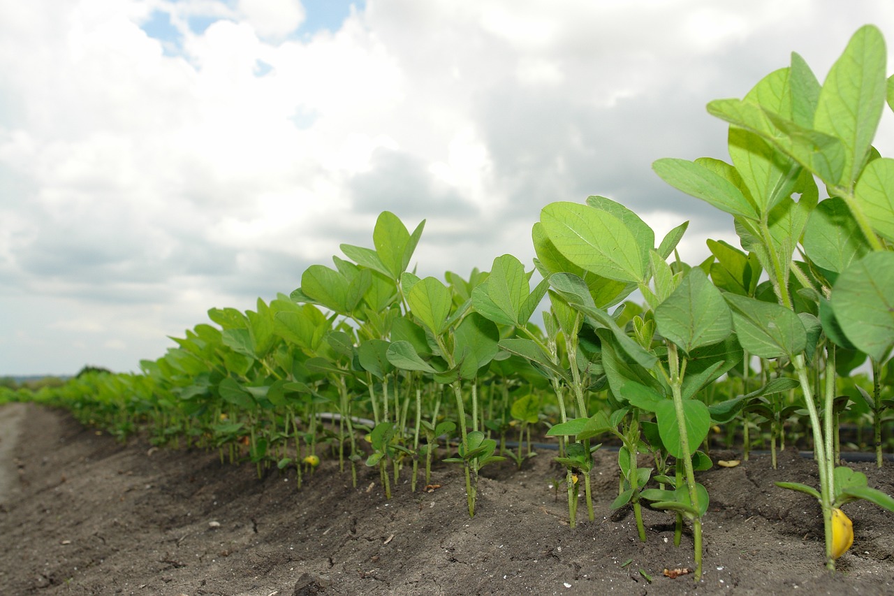 Missouri S&T – News and Events – Soybean symbiosis — Missouri S&T ...